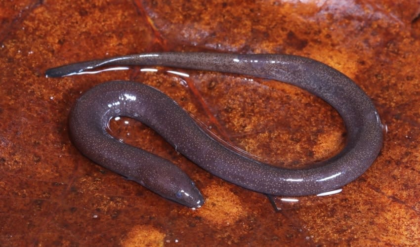 Amphiumidae – Amphiumas: facts, distribution & population | BioDB