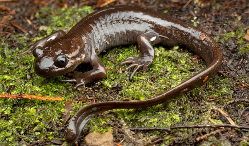 Ambystoma – Mole salamanders: facts, distribution & population | BioDB