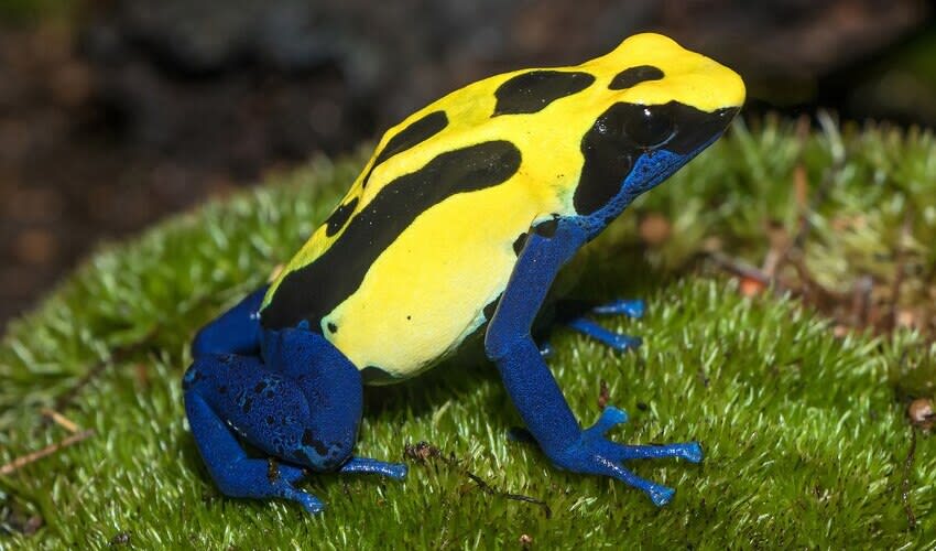Dendrobates: facts, distribution & population | BioDB