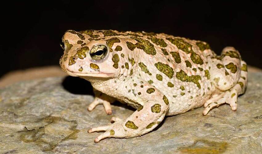 Bufotes – Eurasian green toads: facts, distribution & population | BioDB