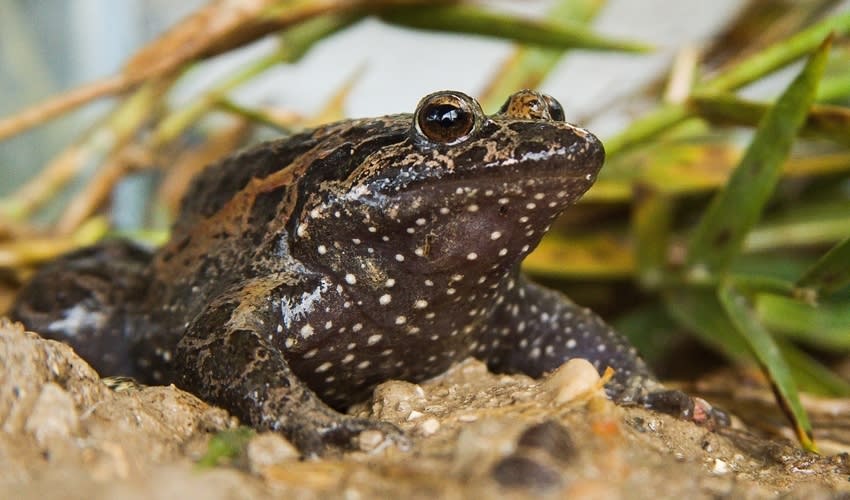 Latonia – Hula painted frog: facts, distribution & population | BioDB