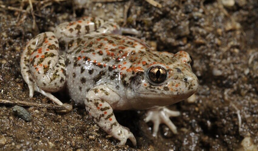 Alytidae – Painted frogs: facts, distribution & population | BioDB