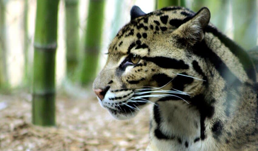 Neofelis - Clouded leo': facts, distribution & population | BioDB