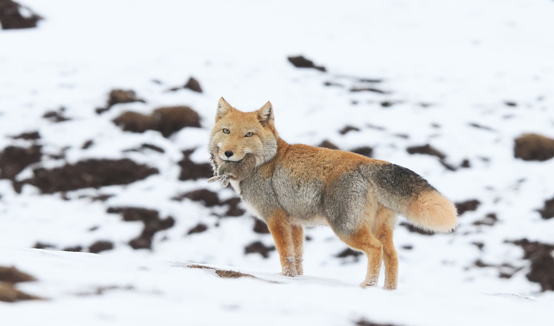Tibetan fox facts, distribution & population | BioDB