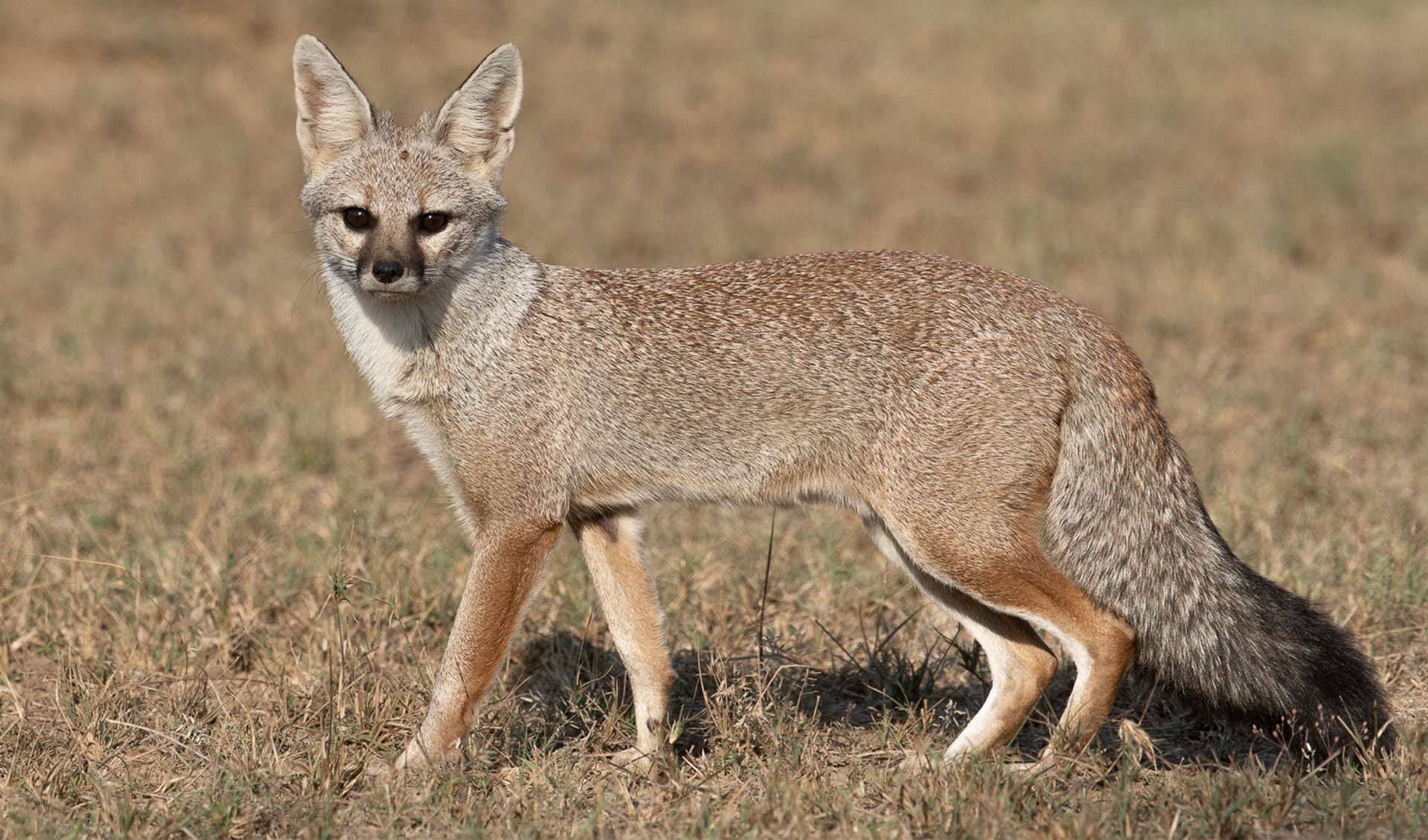Bengal fox facts, distribution & population | BioDB