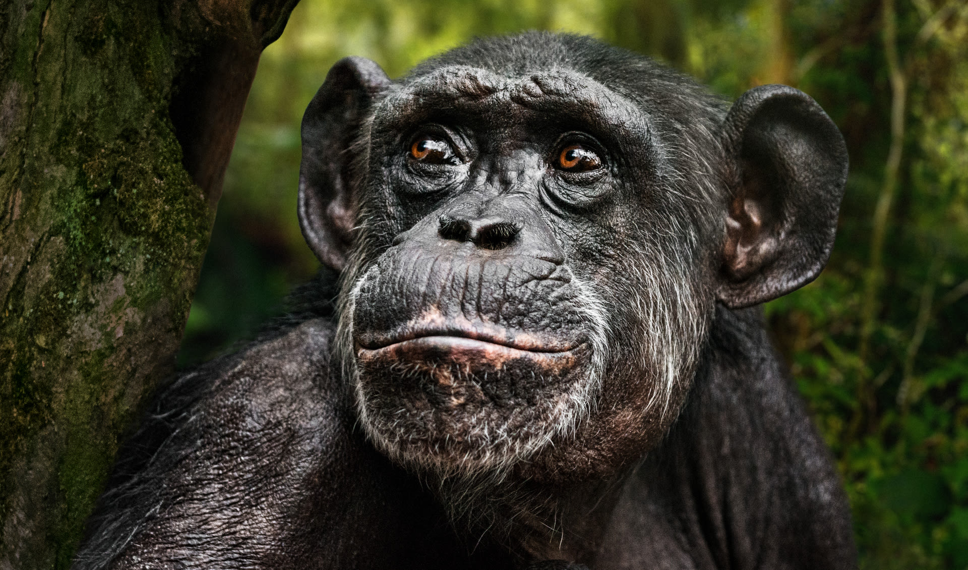 Chimpanzee facts, distribution & population | BioDB