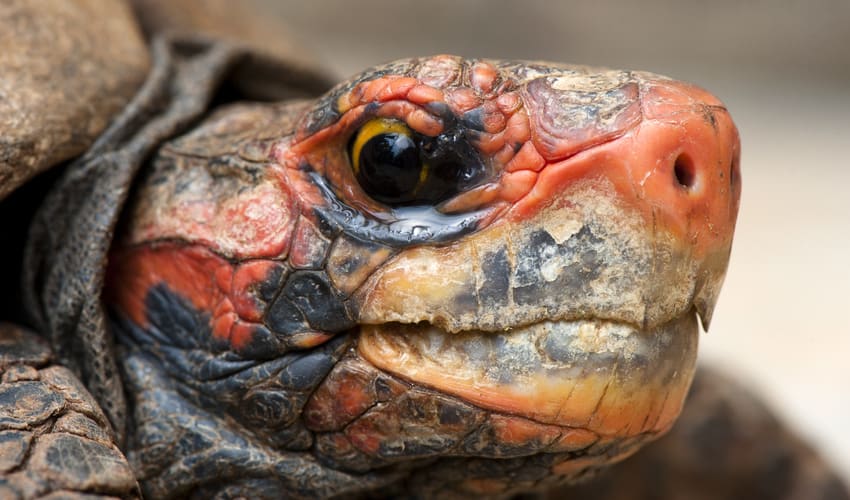 Testudines – Turtles & tortoises: facts, distribution & population | BioDB
