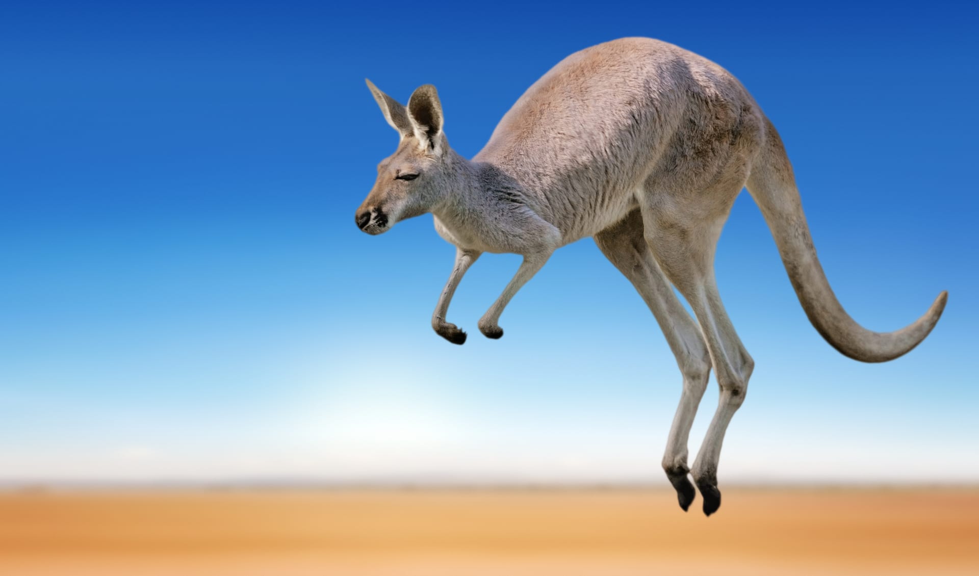 Diprotodontia – Diprotodonts: facts, distribution & population | BioDB