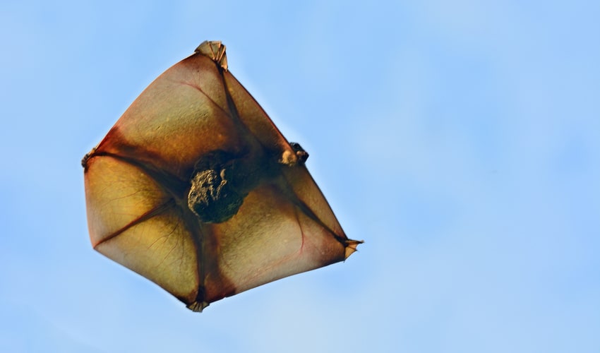 Dermoptera – Colugos: facts, distribution & population | BioDB