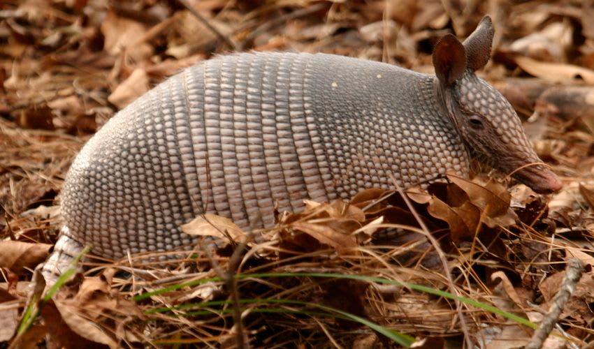 Dasypodidae - Armadillos: facts, distribution & population | BioDB