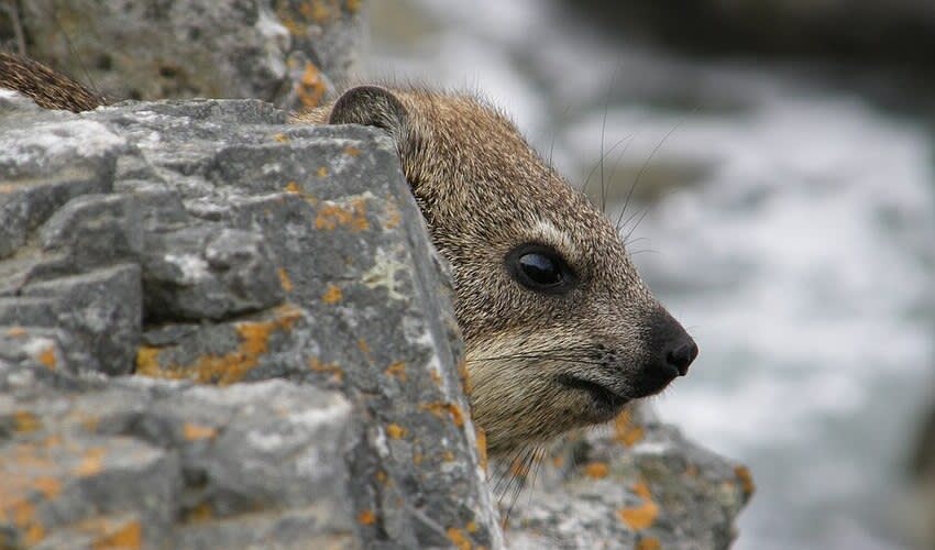 Procaviidae – Hyraxes: facts, distribution & population | BioDB
