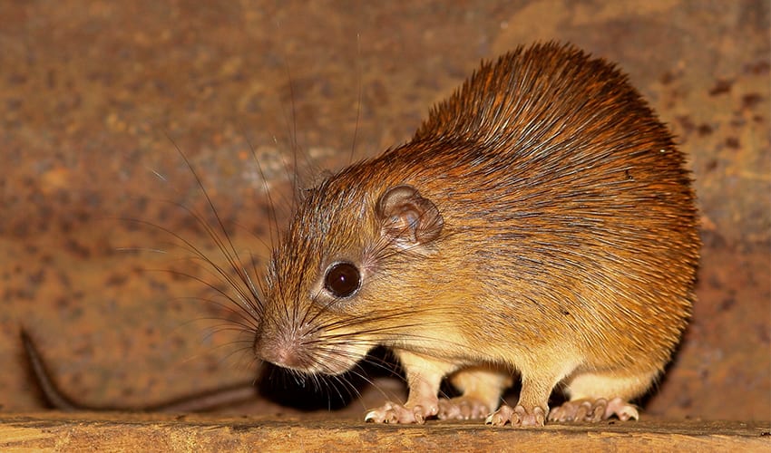 Echimyidae - Neotropical spiny rats: facts, distribution & population ...