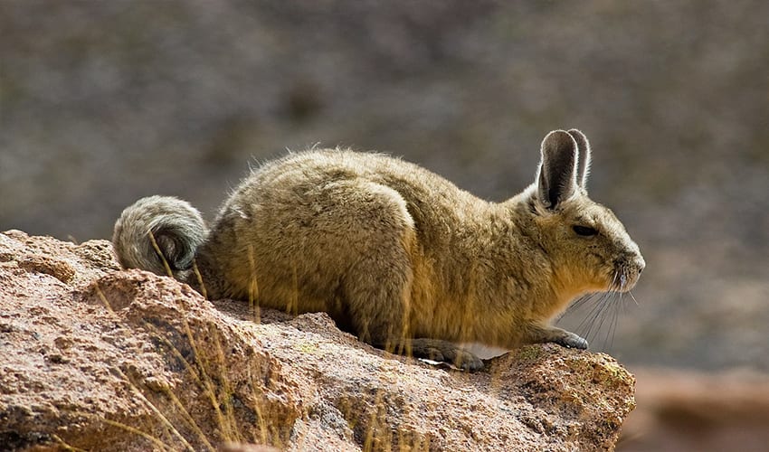 Chinchillidae - Chinchilla & viscacha: facts, distribution & population ...