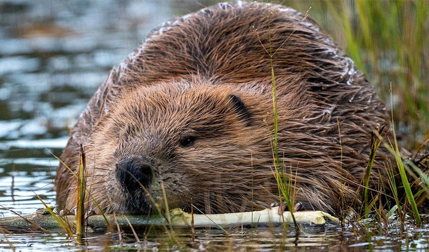 Aplodontiidae - Mountain beaver: facts, distribution & population | BioDB