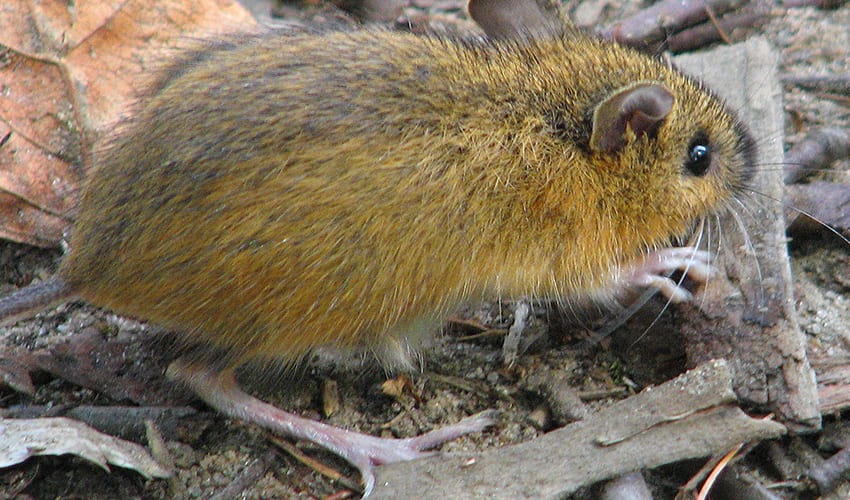 Zapodidae - Jumping mice: facts, distribution & population | BioDB