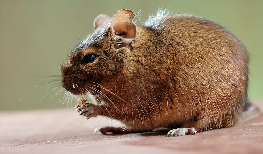 Octodontidae - Octodontids: facts, distribution & population | BioDB