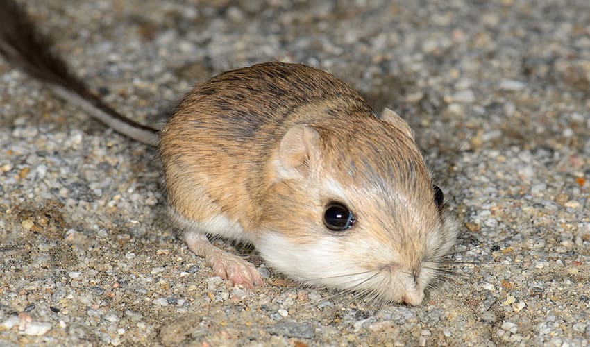 Heteromyidae - Heteromyids: facts, distribution & population | BioDB