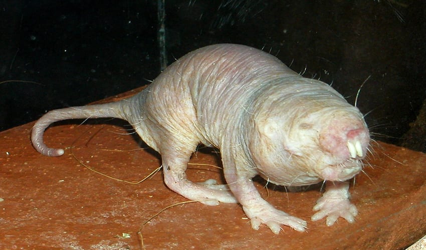 Heterocephalidae - Naked mole-rat: facts, distribution & population | BioDB