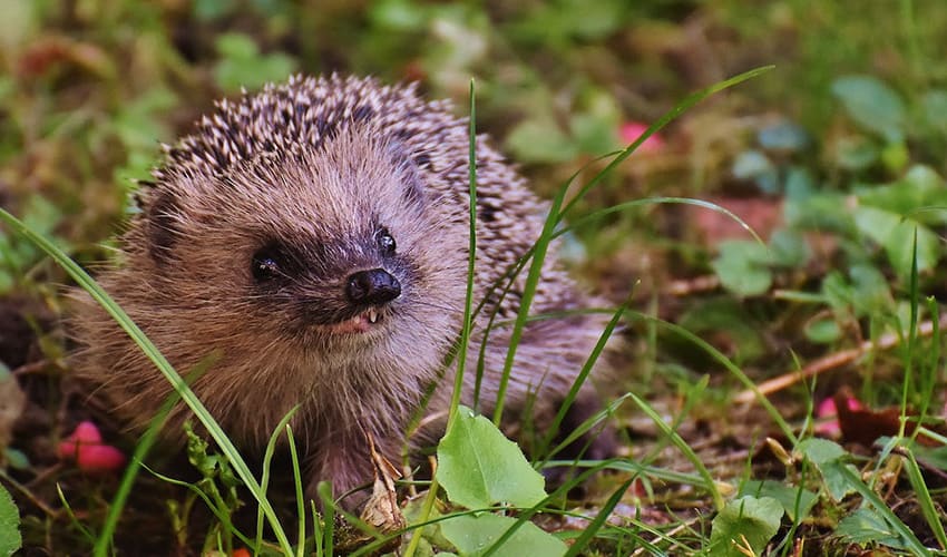 Erethizontidae - New World porcupines: facts, distribution & population ...