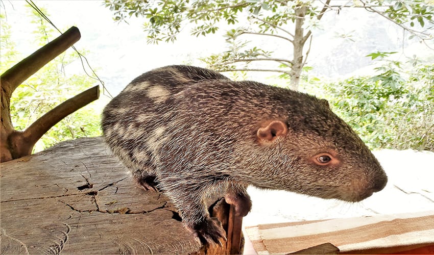 Dinomyidae - Pacarana: facts, distribution & population | BioDB