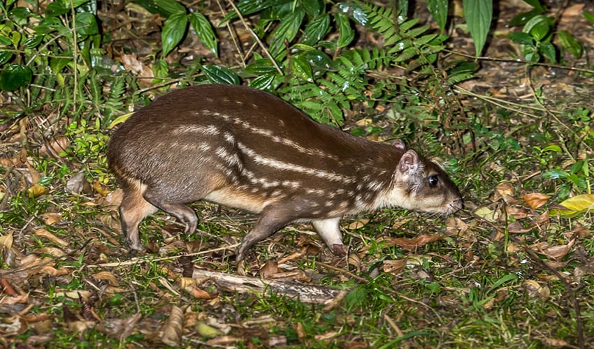 Cuniculidae - Pacas: facts, distribution & population | BioDB