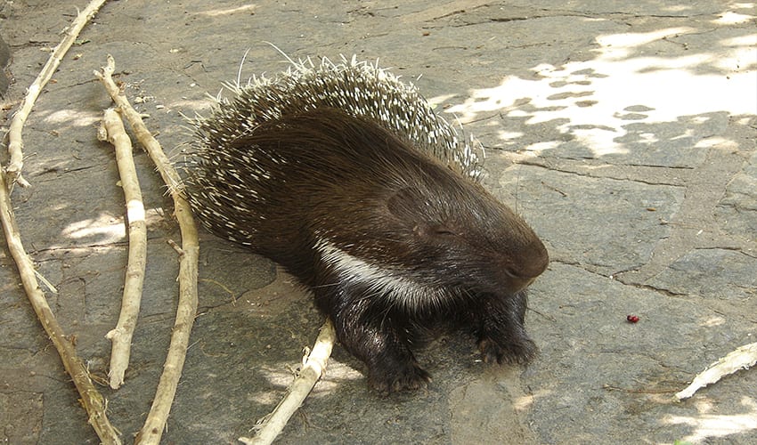 Hystricidae - Old World porcupines: facts, distribution & population ...