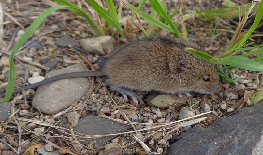 Dipodidae – Dipodids: facts, distribution & population | BioDB