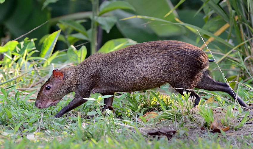 Dasyproctidae - Agoutis & acouchis: facts, distribution & population ...