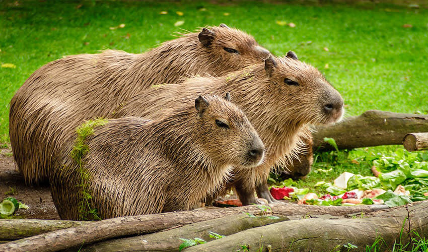 Caviidae – Cavies & allies: facts, distribution & population | BioDB