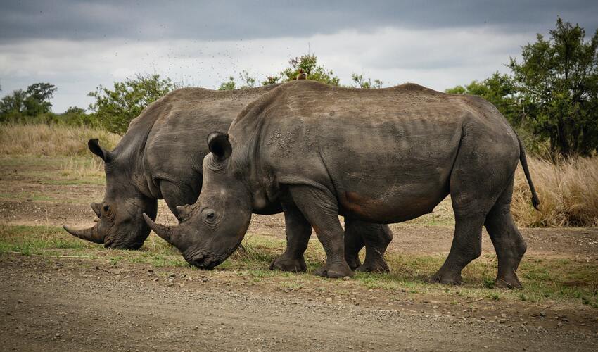 Perissodactyla – Odd-toed ungulates: facts, distribution & population ...