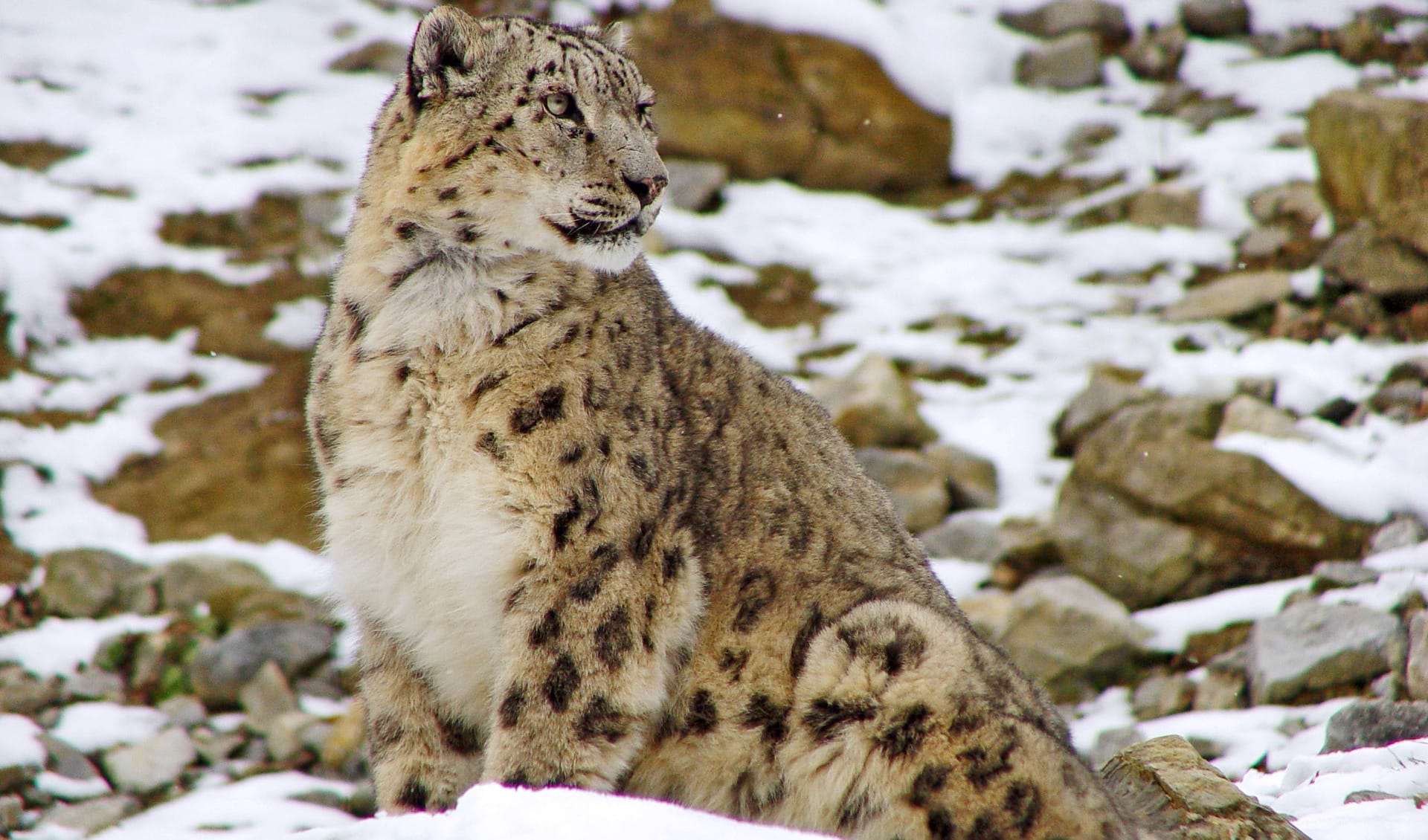 Snow leopard facts, distribution & population | BioDB