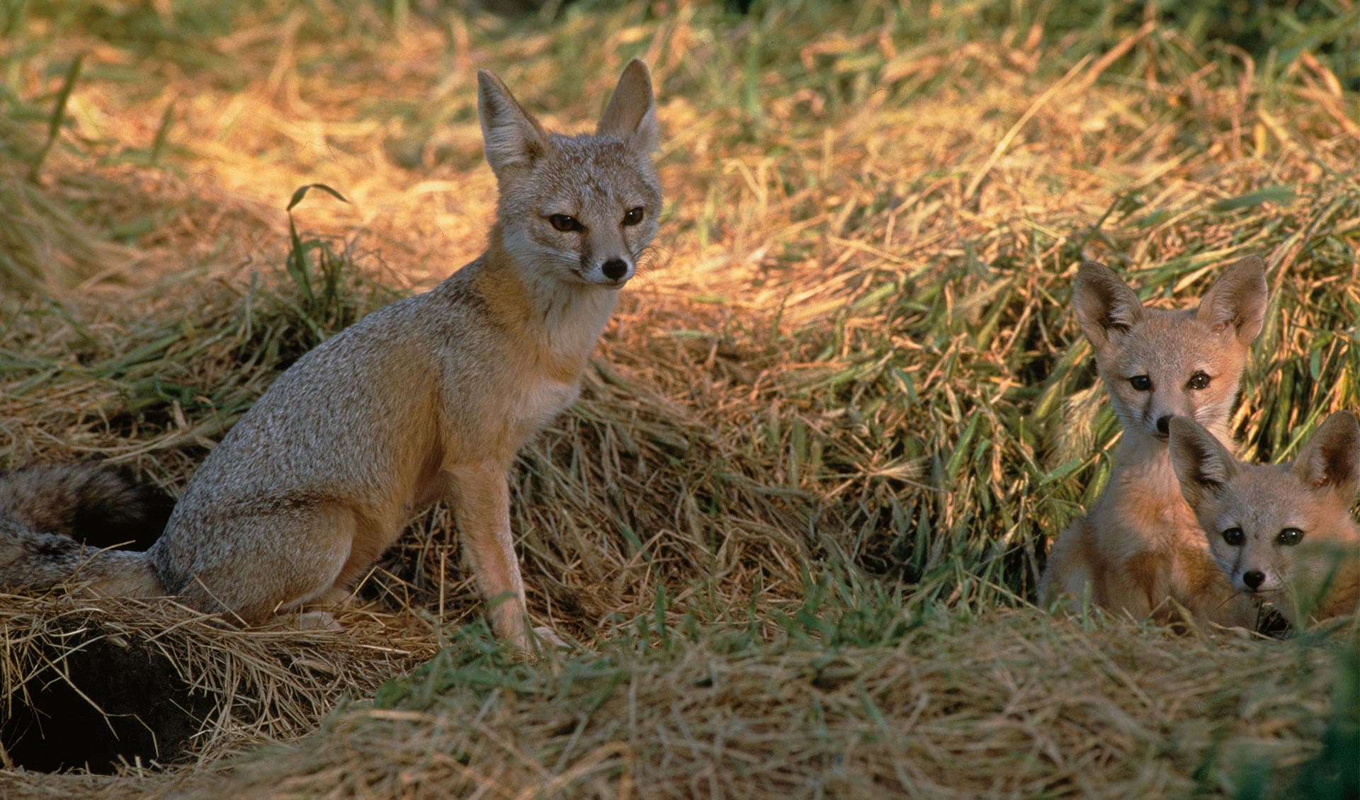 Kit fox facts, distribution & population | BioDB