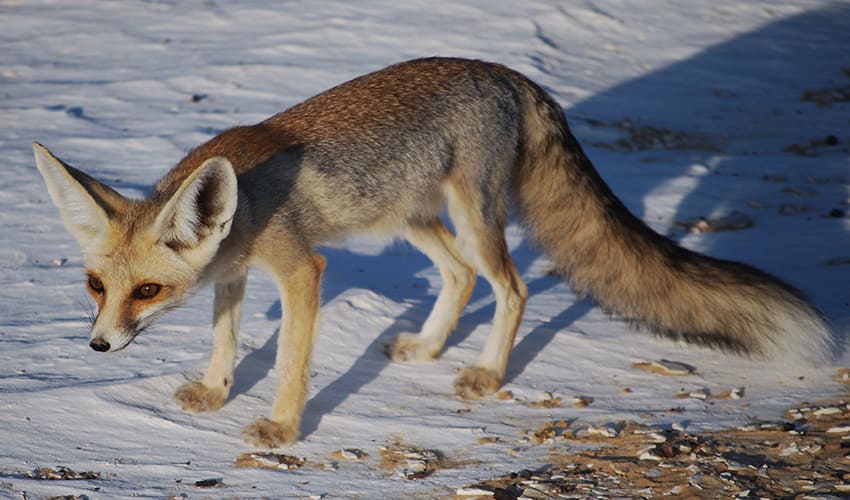 Rüppell's fox facts, distribution & population | BioDB