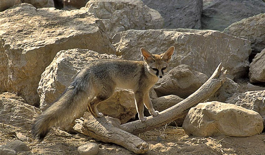 Blanfords fox facts, distribution & population | BioDB