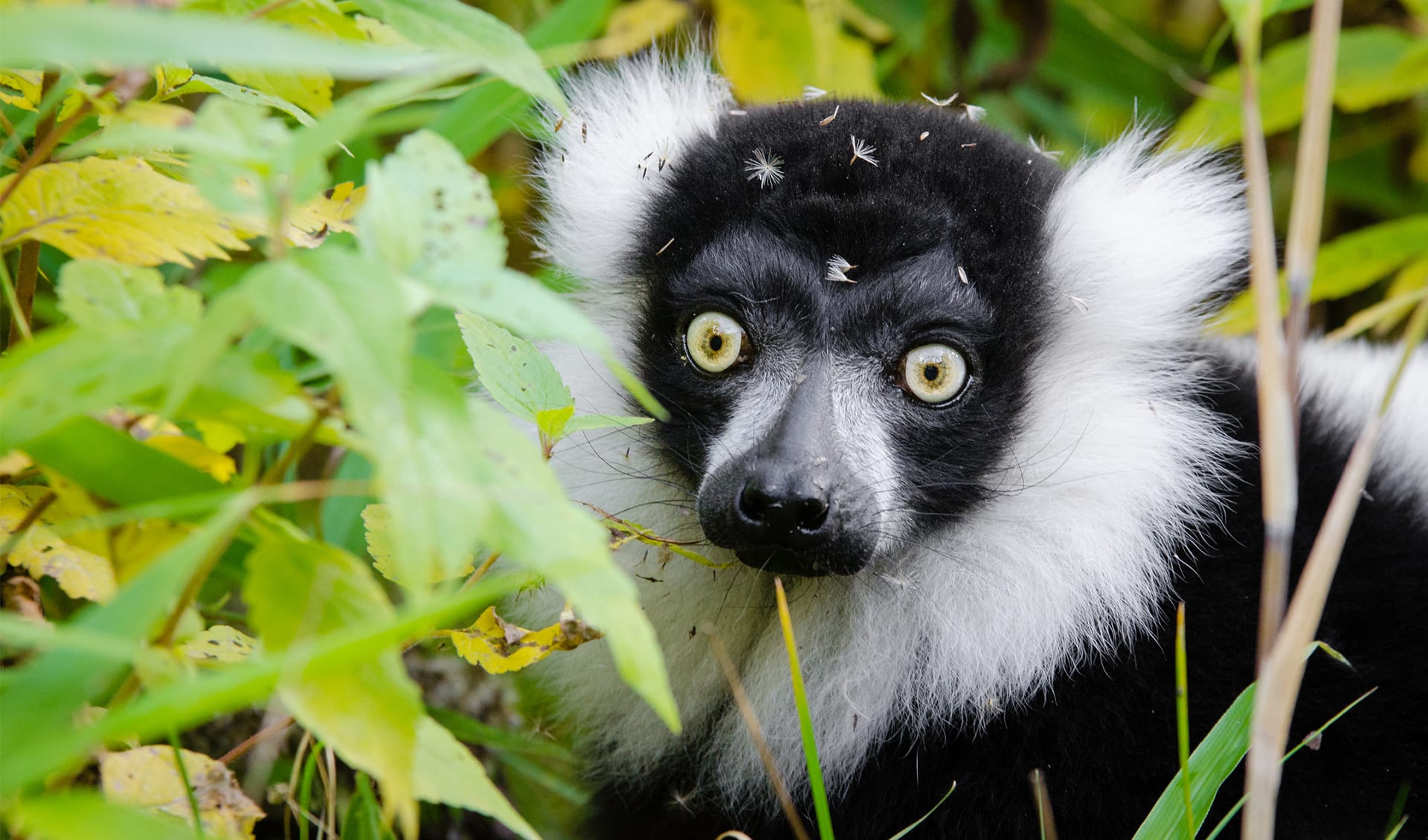 Indri facts, distribution & population | BioDB