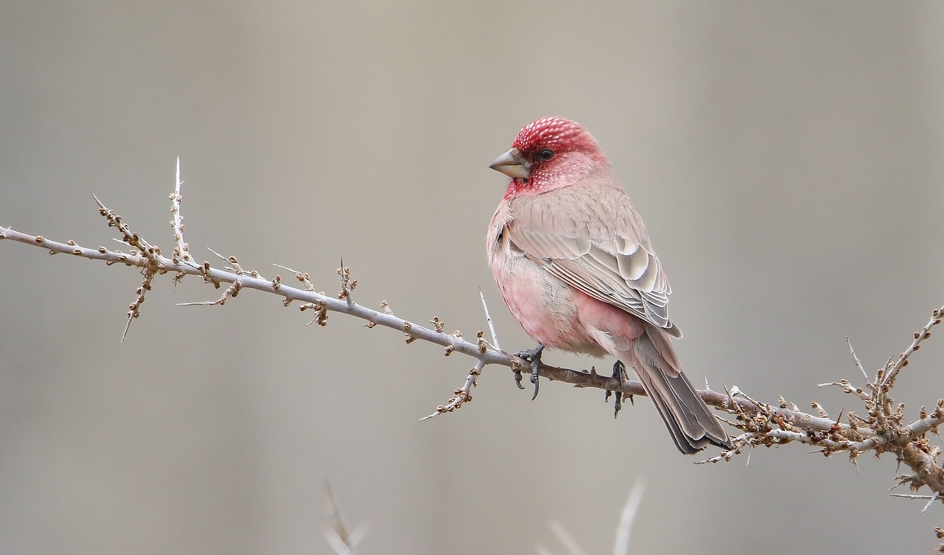 Passeriformes – Passerine: facts, distribution & population | BioDB