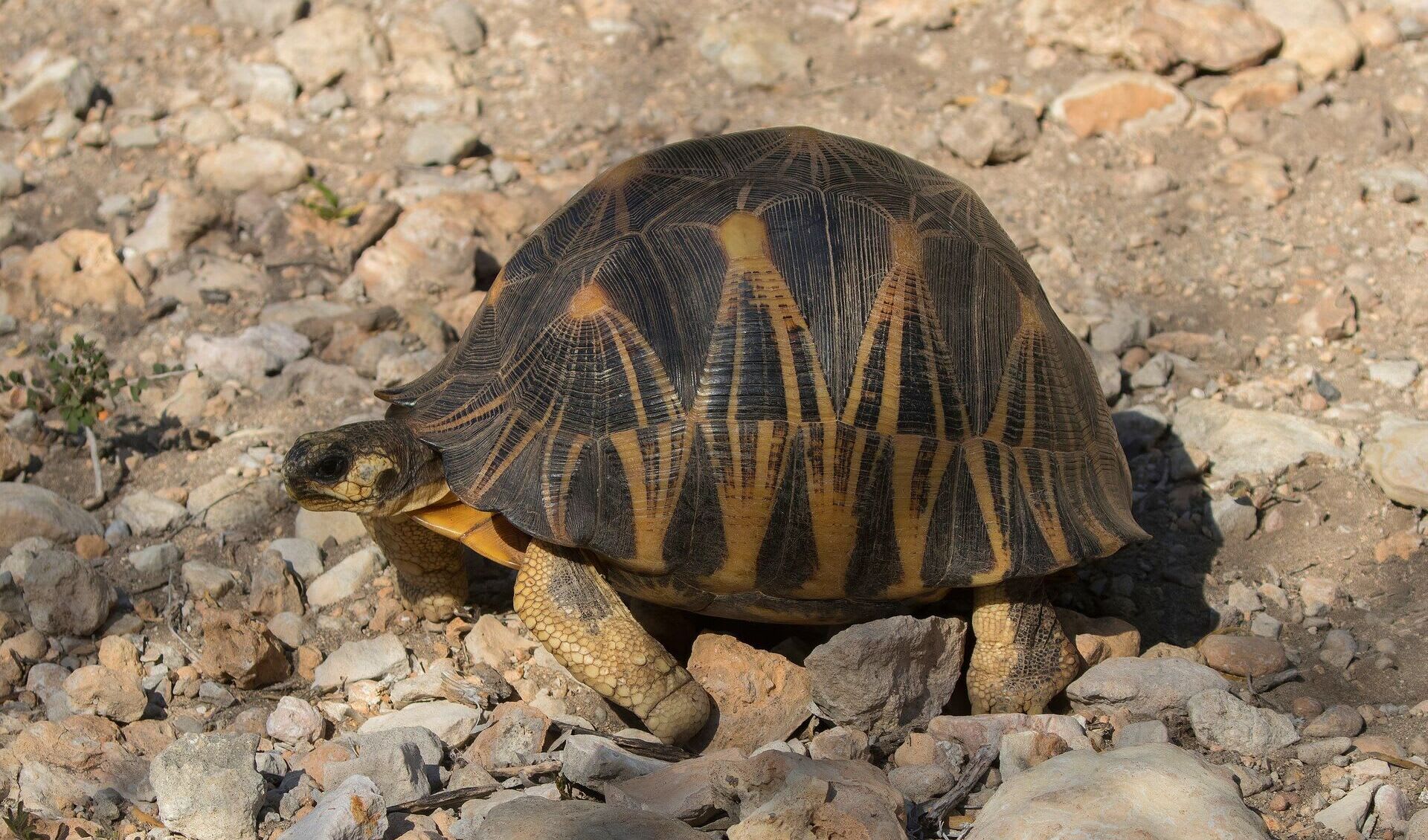 Radiated tortoise facts, distribution & population | BioDB