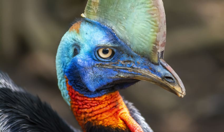 Casuariiformes – Cassowaries & emu: facts, distribution & population ...