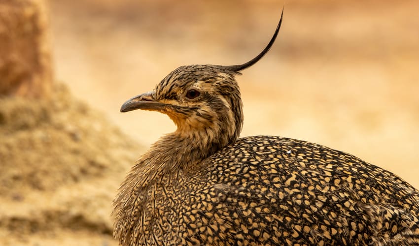 Tinamiformes – Tinamous: facts, distribution & population | BioDB