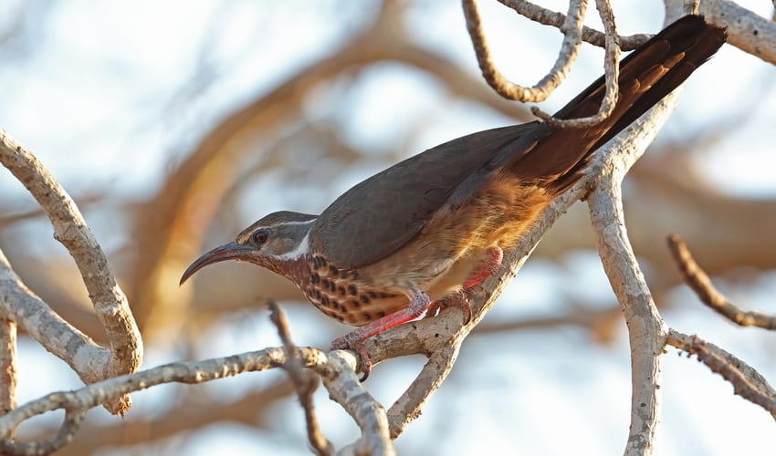 Mesitornithiformes – Mesites: facts, distribution & population | BioDB