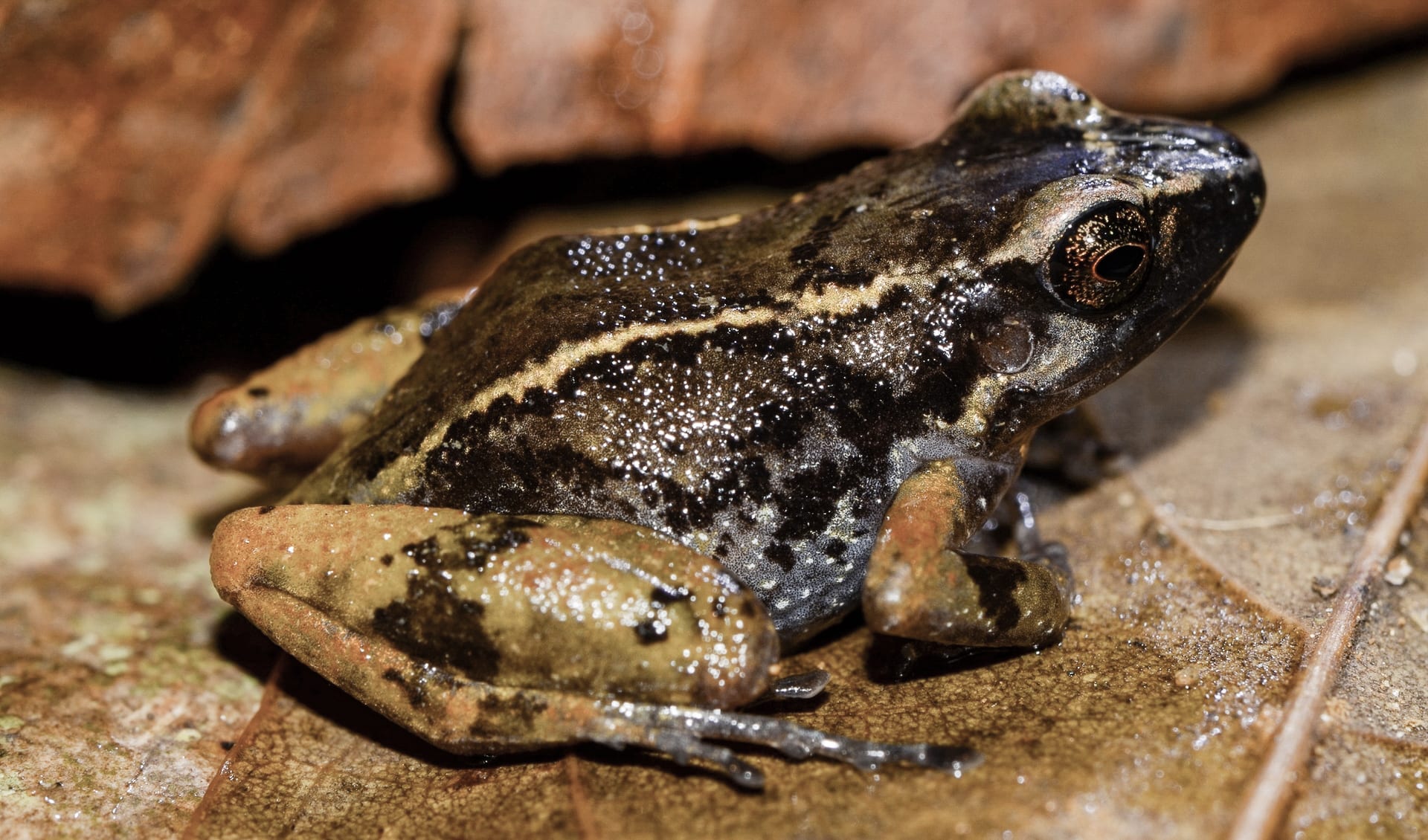 Arthroleptidae - Screeching frogs: facts, distribution & population | BioDB