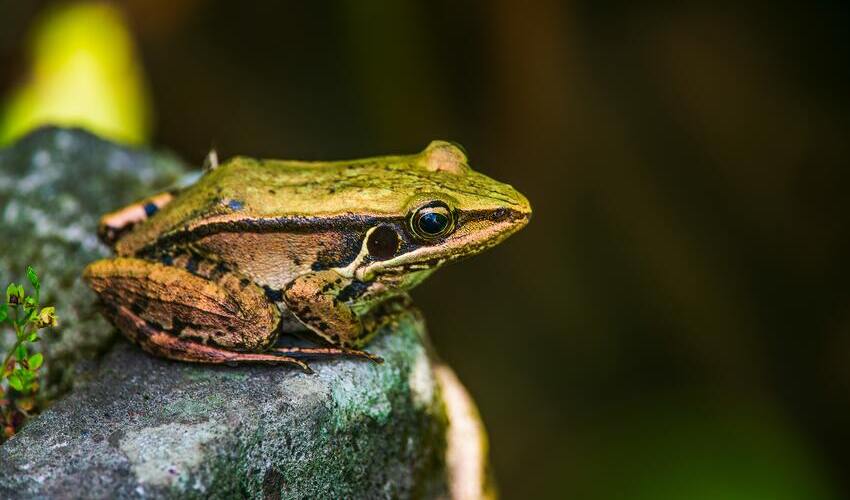 Ranidae - True frogs: facts, distribution & population | BioDB