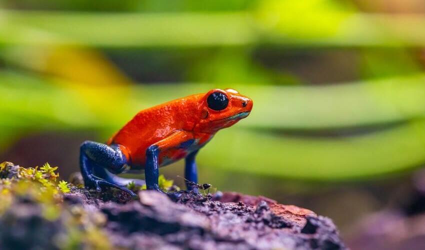 Dendrobatidae – Poison dart frogs: facts, distribution & population | BioDB