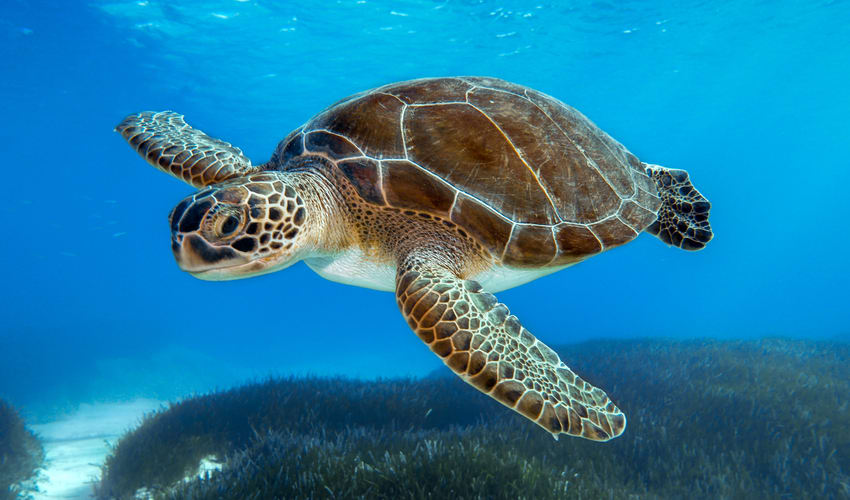 Cheloniidae – Modern sea turtles: facts, distribution & population | BioDB