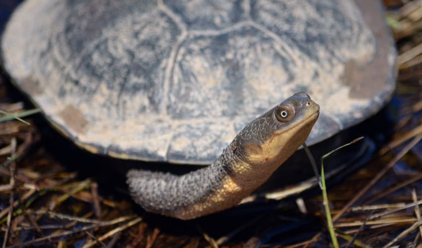 Chelidae – South American side-neck turtles: facts, distribution ...