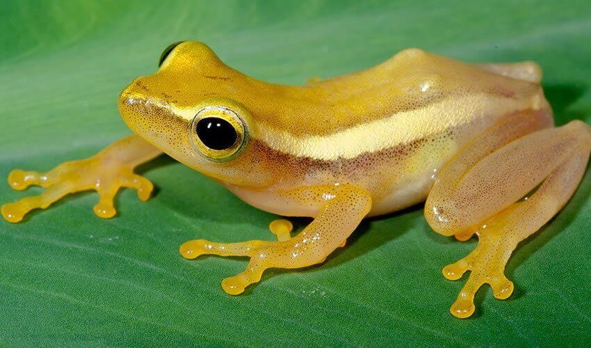 Rhacophoridae – Shrub frogs: facts, distribution & population | BioDB