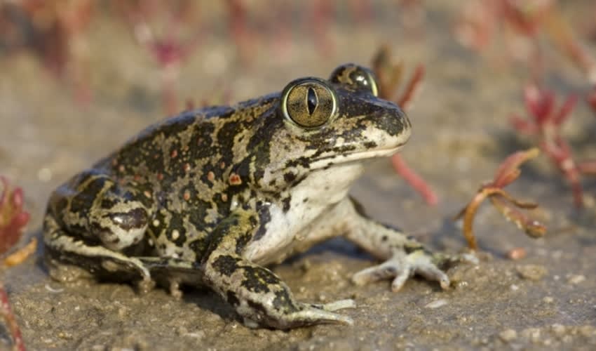 Pelobatidae – European spadefoot toads: facts, distribution ...