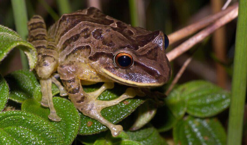 Craugastoridae - Fleshbelly frogs: facts, distribution & population | BioDB
