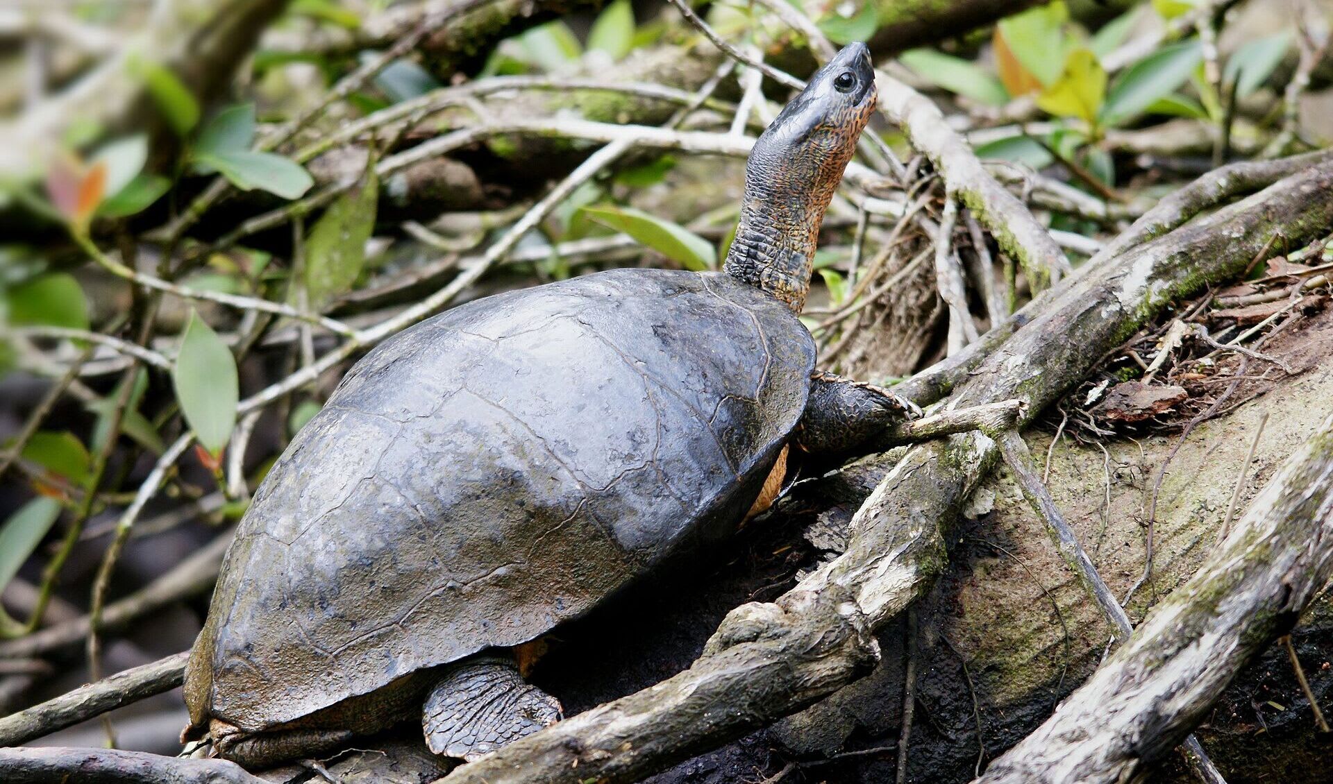 Black wood turtle facts, distribution & population | BioDB