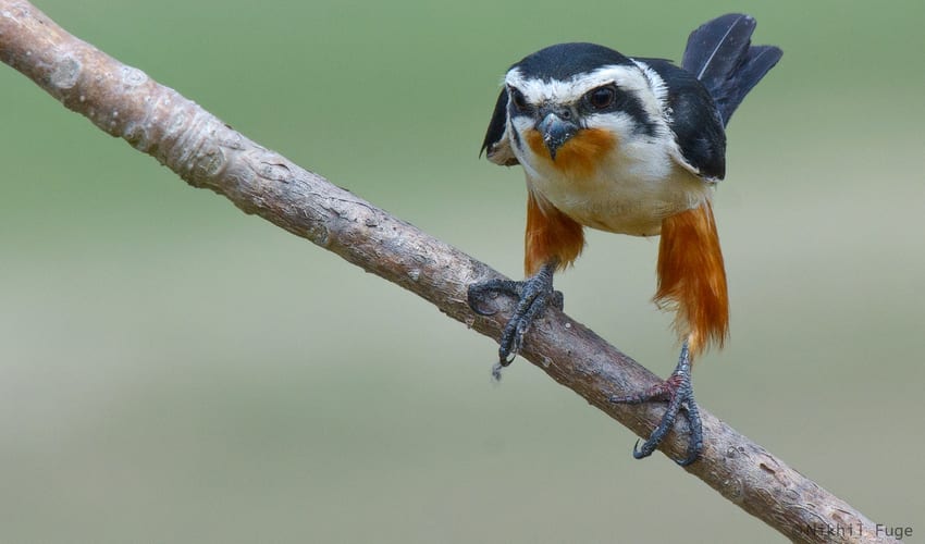 Microhierax – Typical falconets: facts, distribution & population | BioDB